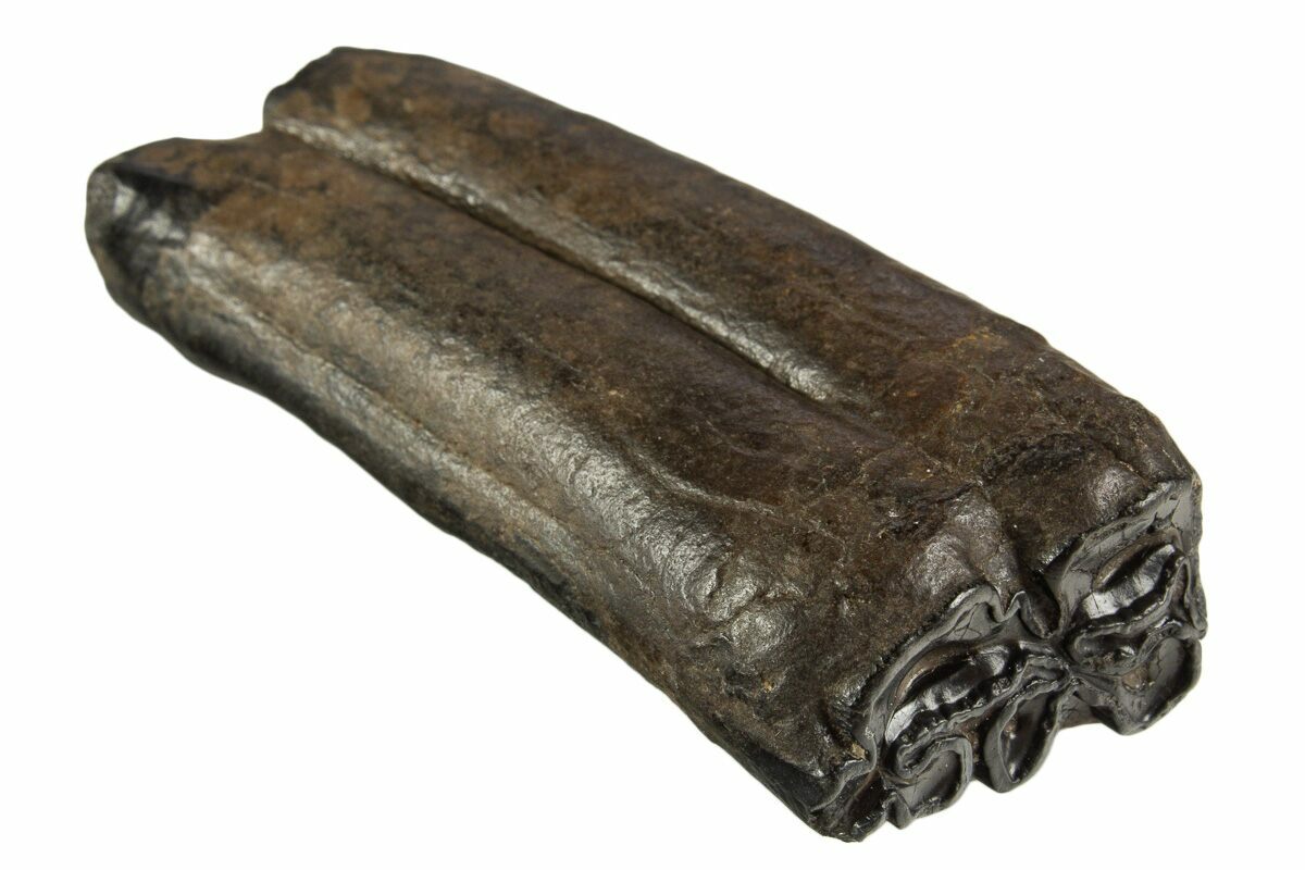 2.6" Pleistocene Aged Fossil Horse Tooth - South Carolina (#332364) For ...