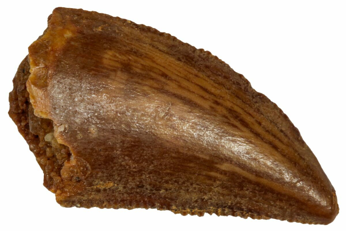 Serrated .59" Raptor Tooth - Real Dinosaur Tooth (#332203) For Sale ...