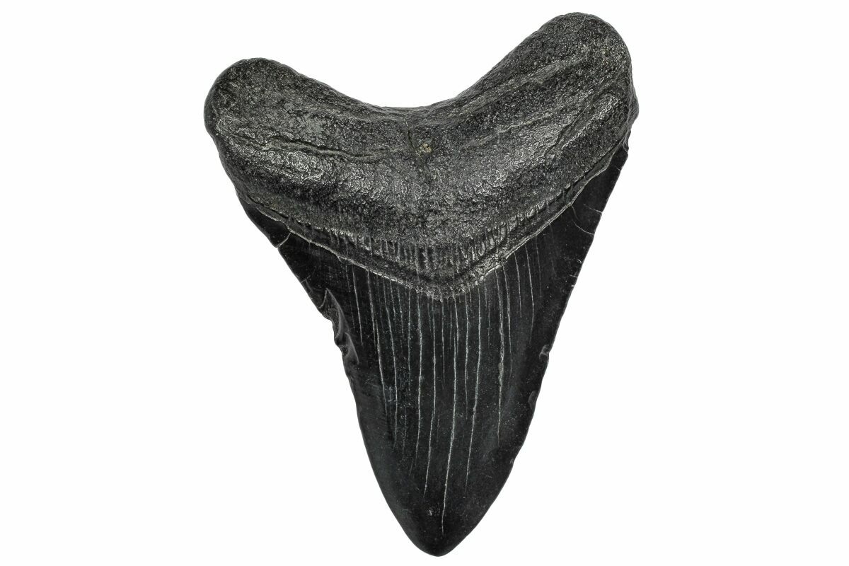3.20" Fossil Megalodon Tooth - South Carolina (#332225) For Sale ...