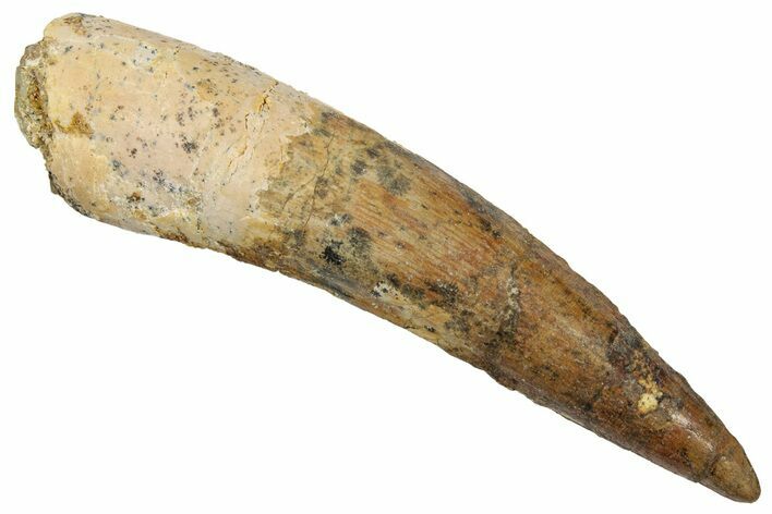 2.90" Fossil Spinosaurus Tooth - Real Dinosaur Tooth (#331401) For Sale ...
