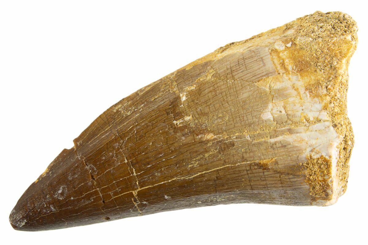 2.3" Fossil Mosasaur (Mosasaurus) Tooth - Morocco (#332938) For Sale ...