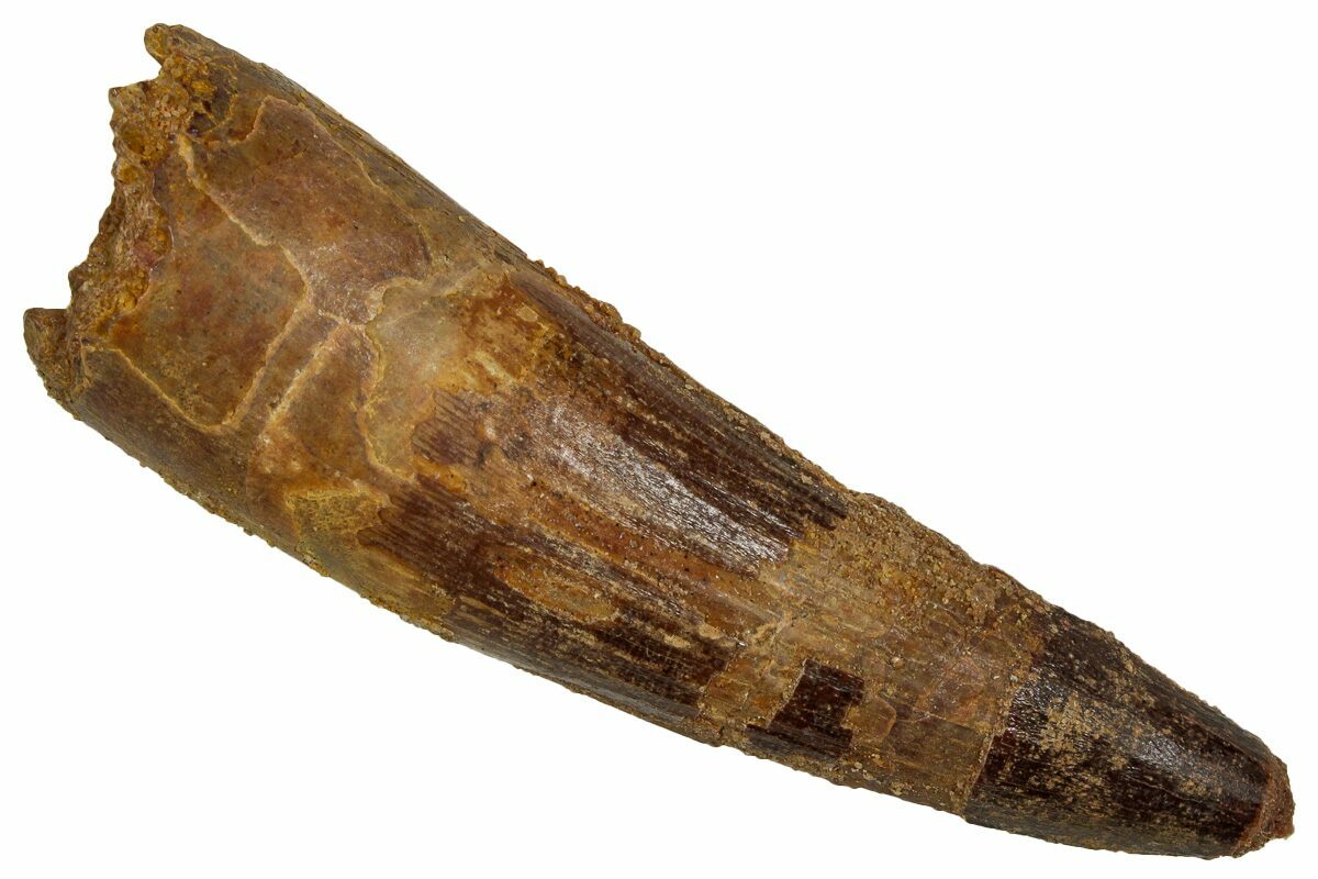 2.75" Fossil Spinosaurus Tooth - Real Dinosaur Tooth (#332752) For Sale ...