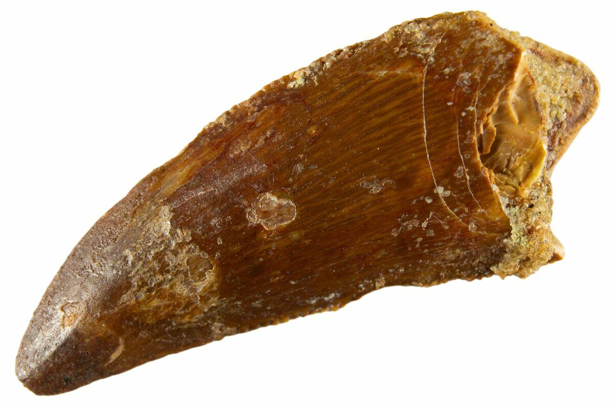 Serrated 1.03" Raptor Tooth - Real Dinosaur Tooth (#332641) For Sale ...