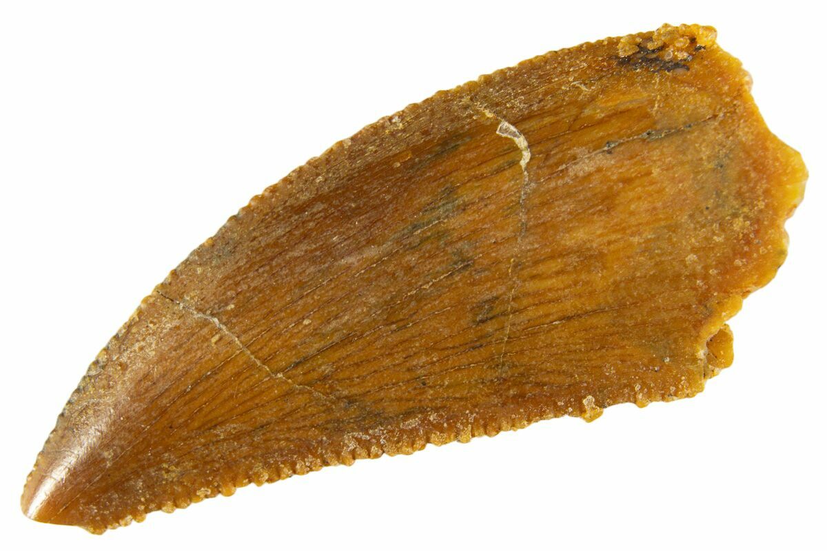 Serrated .79" Raptor Tooth - Real Dinosaur Tooth (#332649) For Sale ...