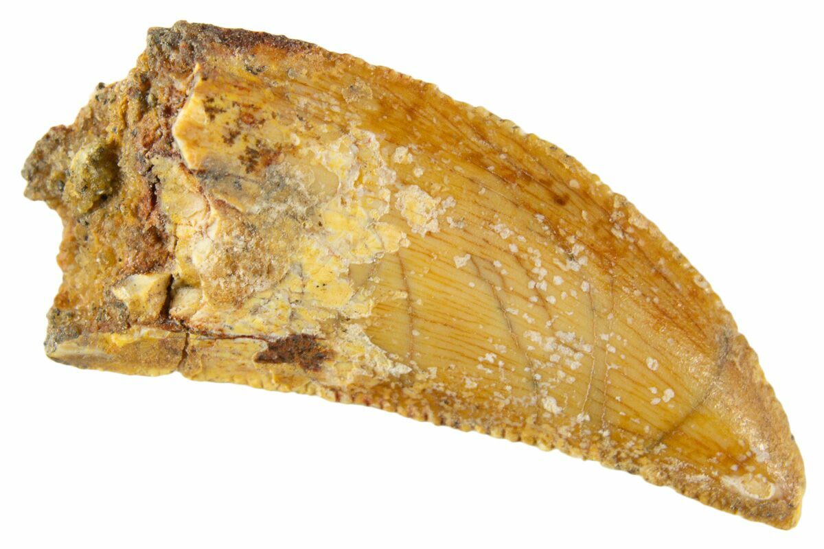 Serrated .80" Raptor Tooth - Real Dinosaur Tooth (#332659) For Sale ...