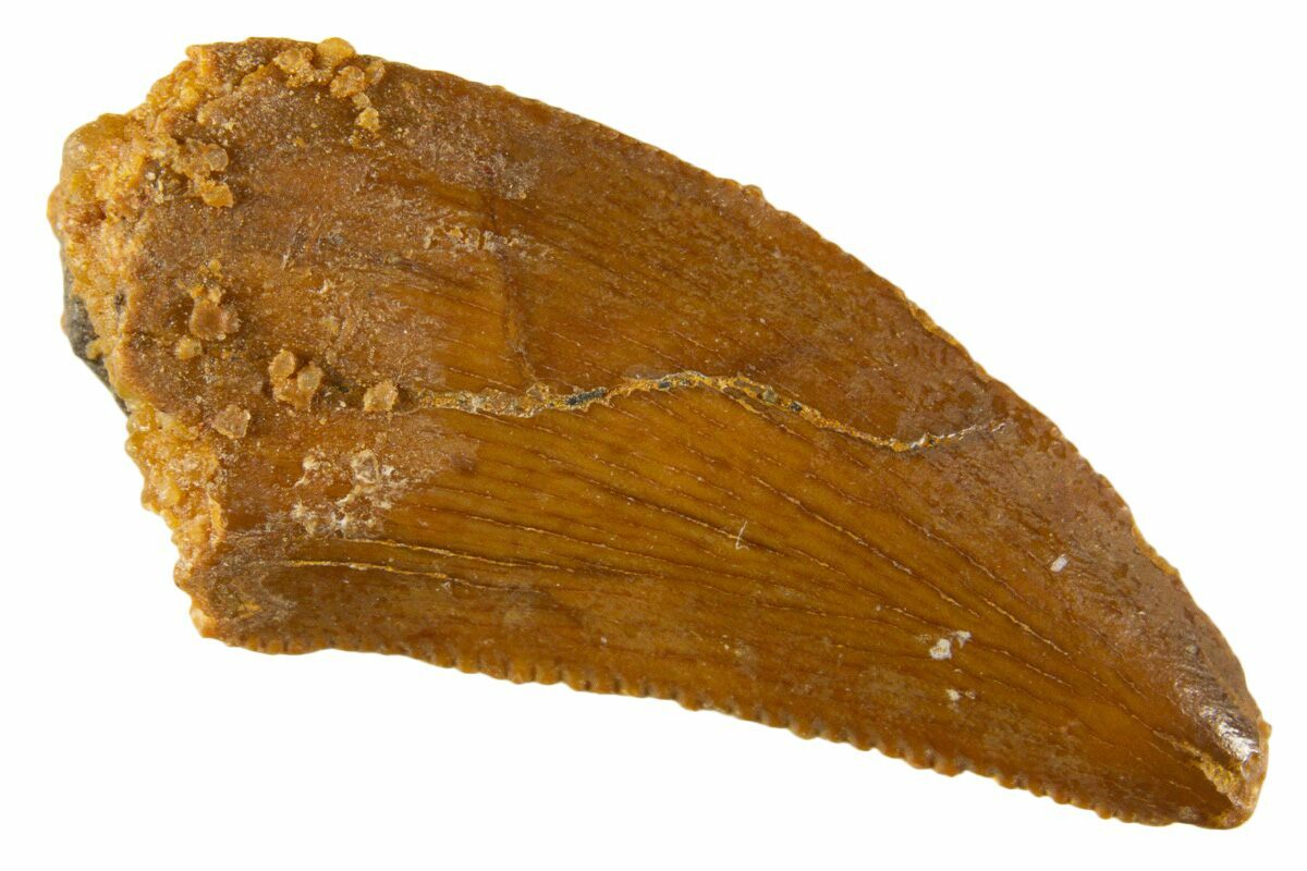 Serrated .65" Raptor Tooth - Real Dinosaur Tooth (#332696) For Sale ...