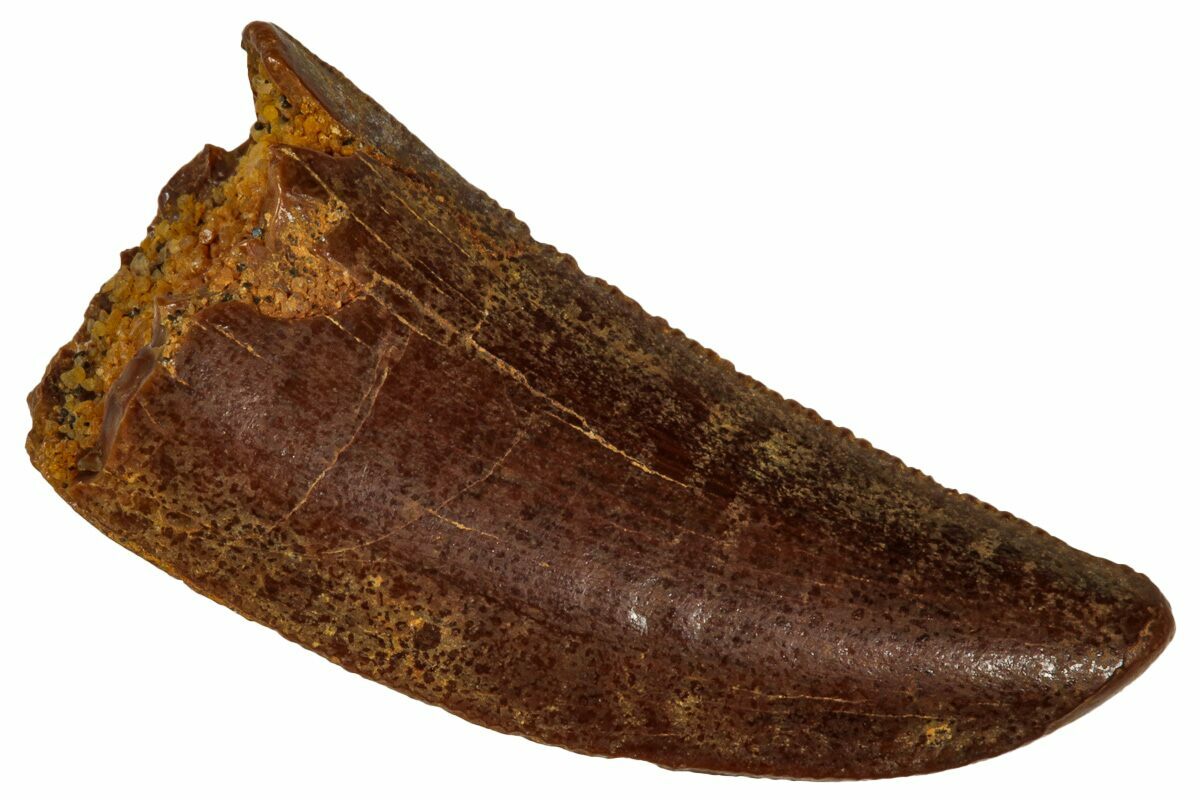 Serrated .75" Raptor Tooth - Real Dinosaur Tooth (#333344) For Sale ...