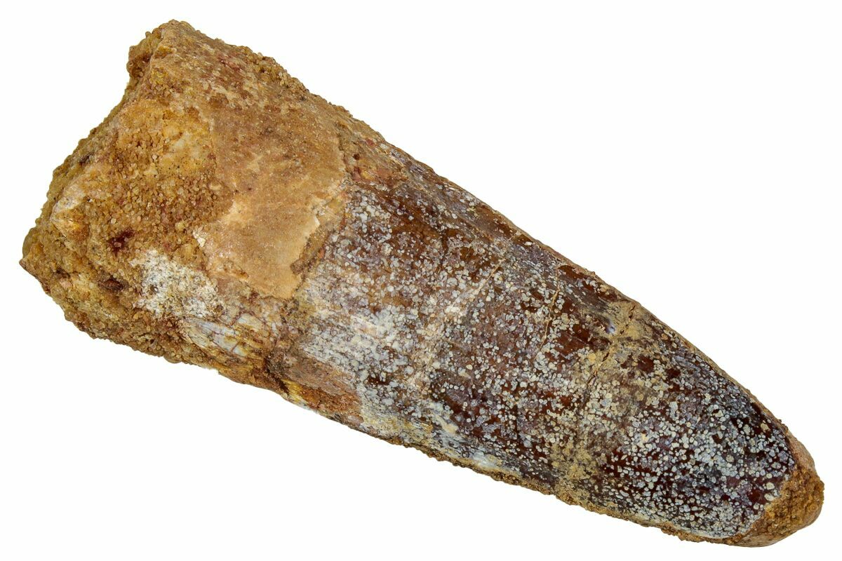 1.83" Fossil Spinosaurus Tooth - Real Dinosaur Tooth (#333509) For Sale ...