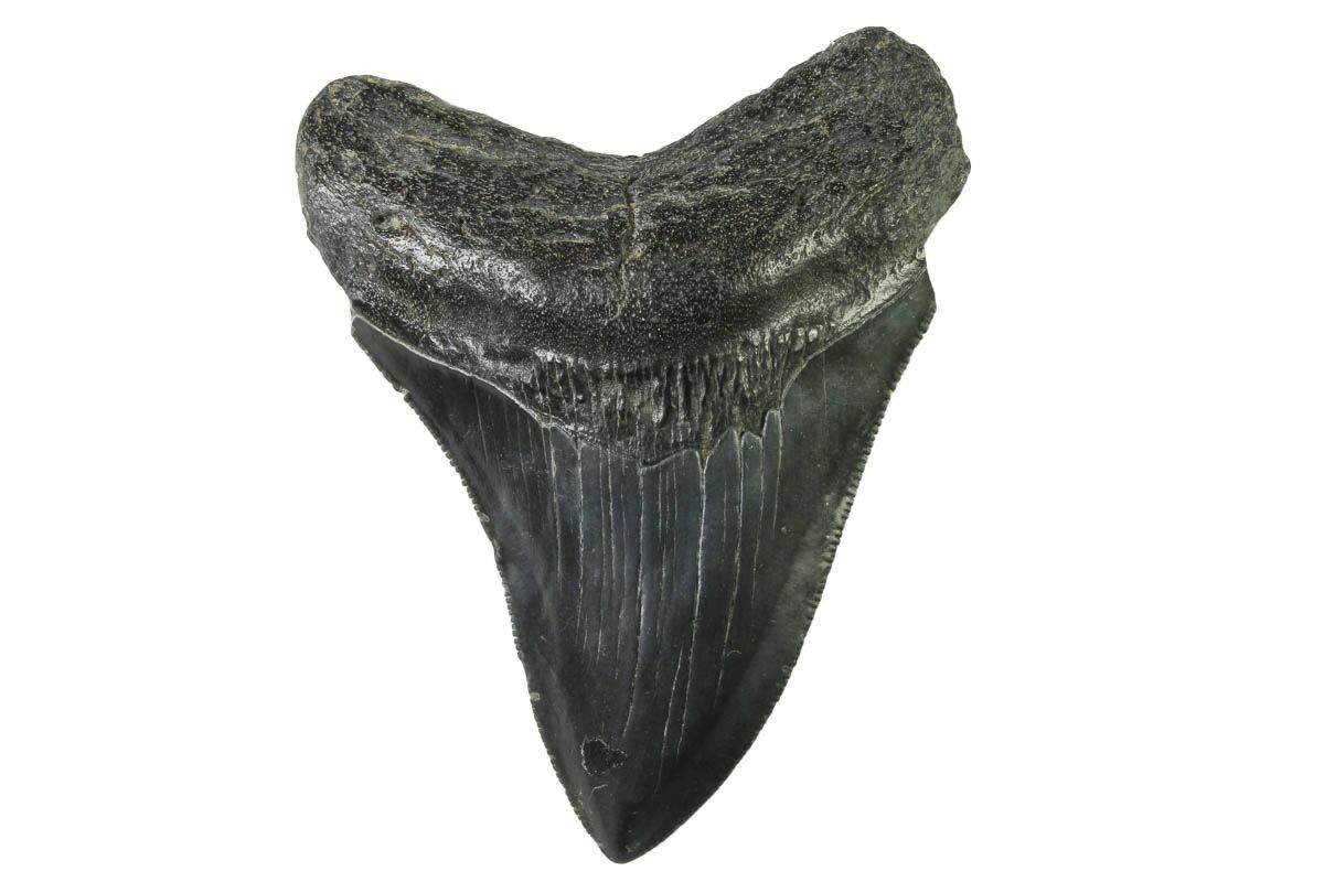 Serrated, 3.49" Fossil Megalodon Tooth - South Carolina (#333602) For ...