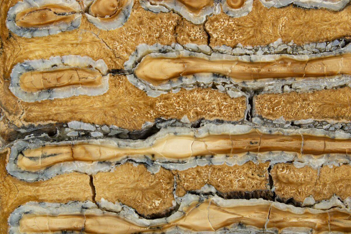 3.55" Polished Mammoth Molar Slice - South Carolina (#333773) For Sale ...