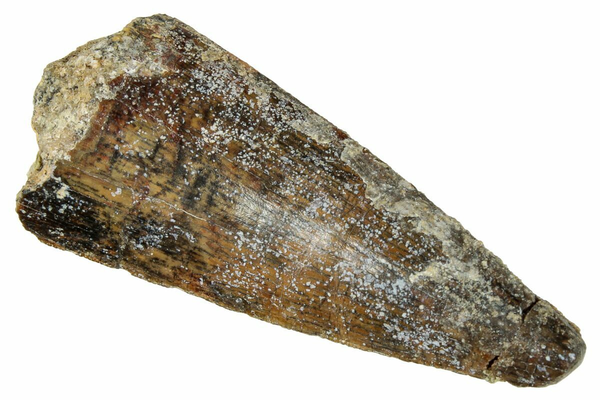 1.73" Cretaceous Fossil Crocodylomorph Tooth - Morocco (#333582) For ...