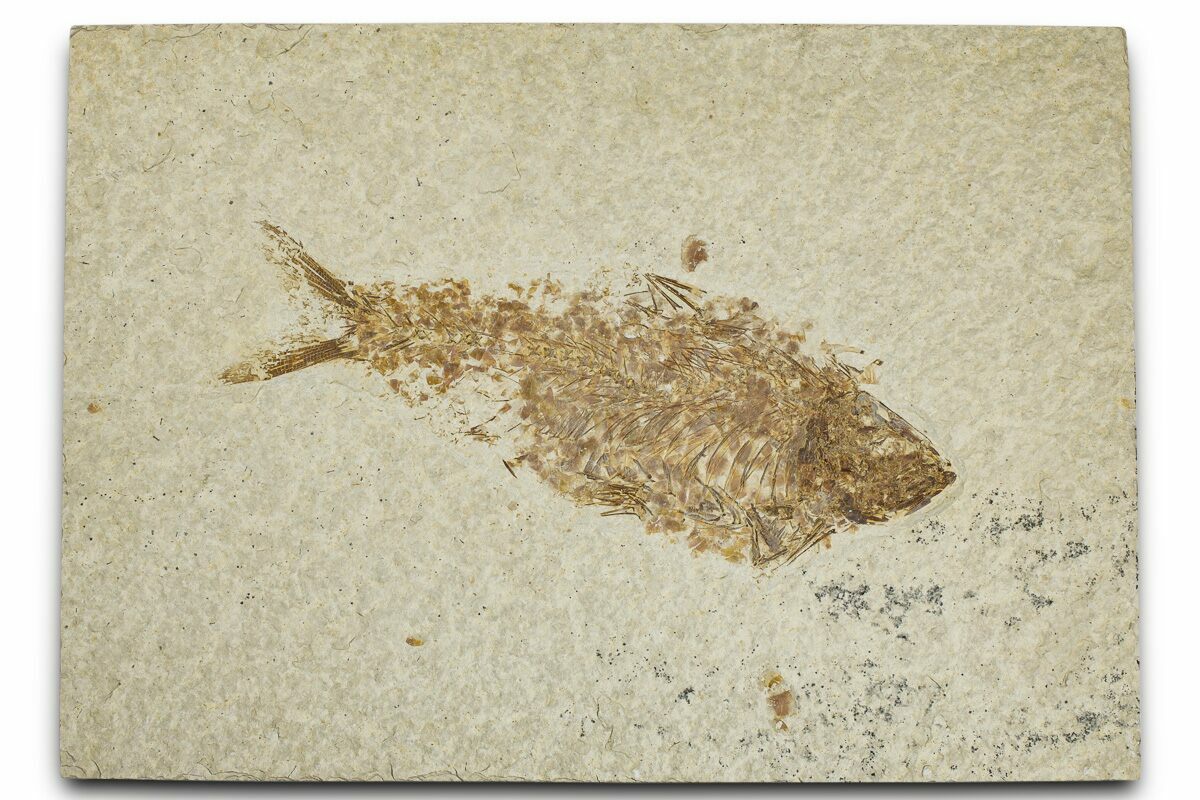 Bargain, 4.75" Fossil Fish (Diplomystus) - Wyoming (#333753) For Sale ...