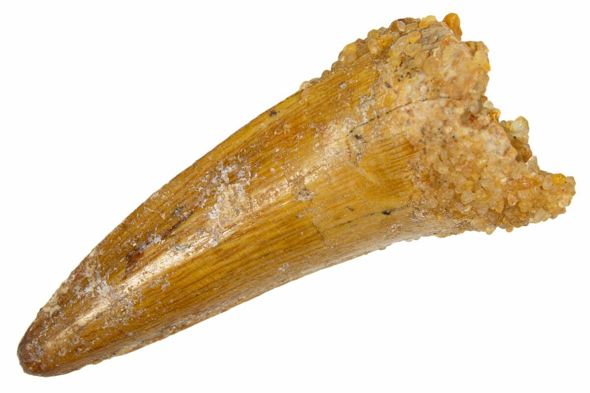 1.73" Cretaceous Fossil Crocodylomorph Tooth - Morocco (#333709) For ...