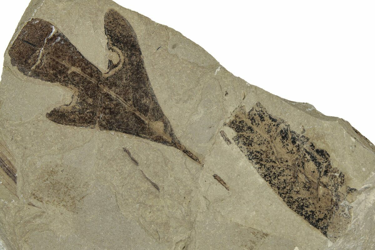1.6" Eocene Fossil Balloon Vine (Cardiospermum) Leaf - Utah (#334184 ...