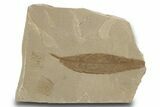 1.9" Fossil Leaf (Cedrelospermum) - Green River Formation, Utah ...