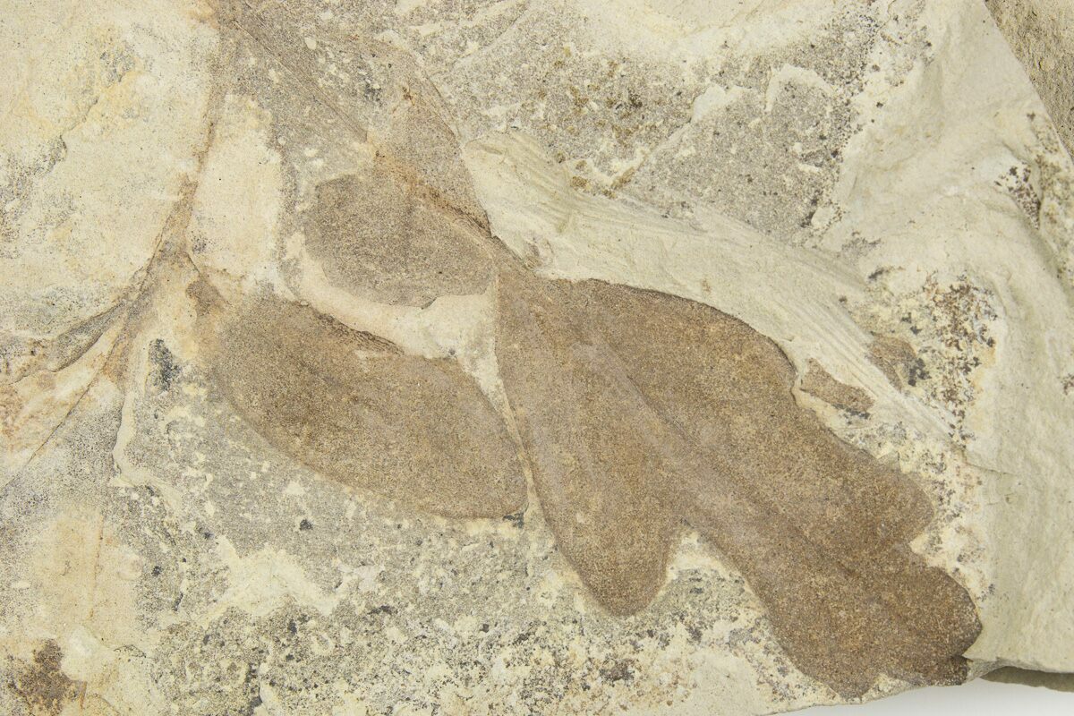 1.3" Eocene Fossil Balloon Vine (Cardiospermum) Leaf - Utah (#334203 ...