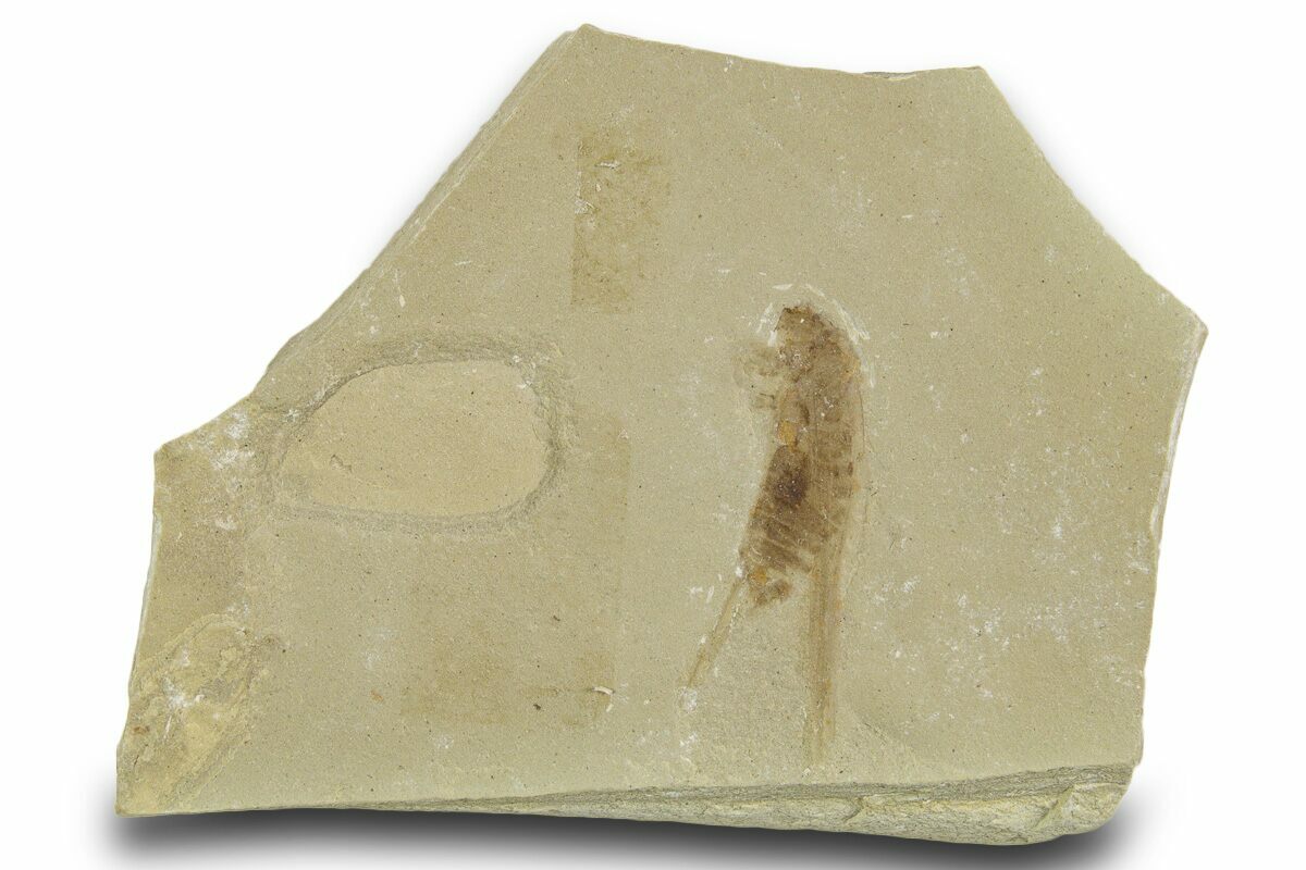 .85" Eocene Fossil Grasshopper (Caelifera) - Green River Formation ...