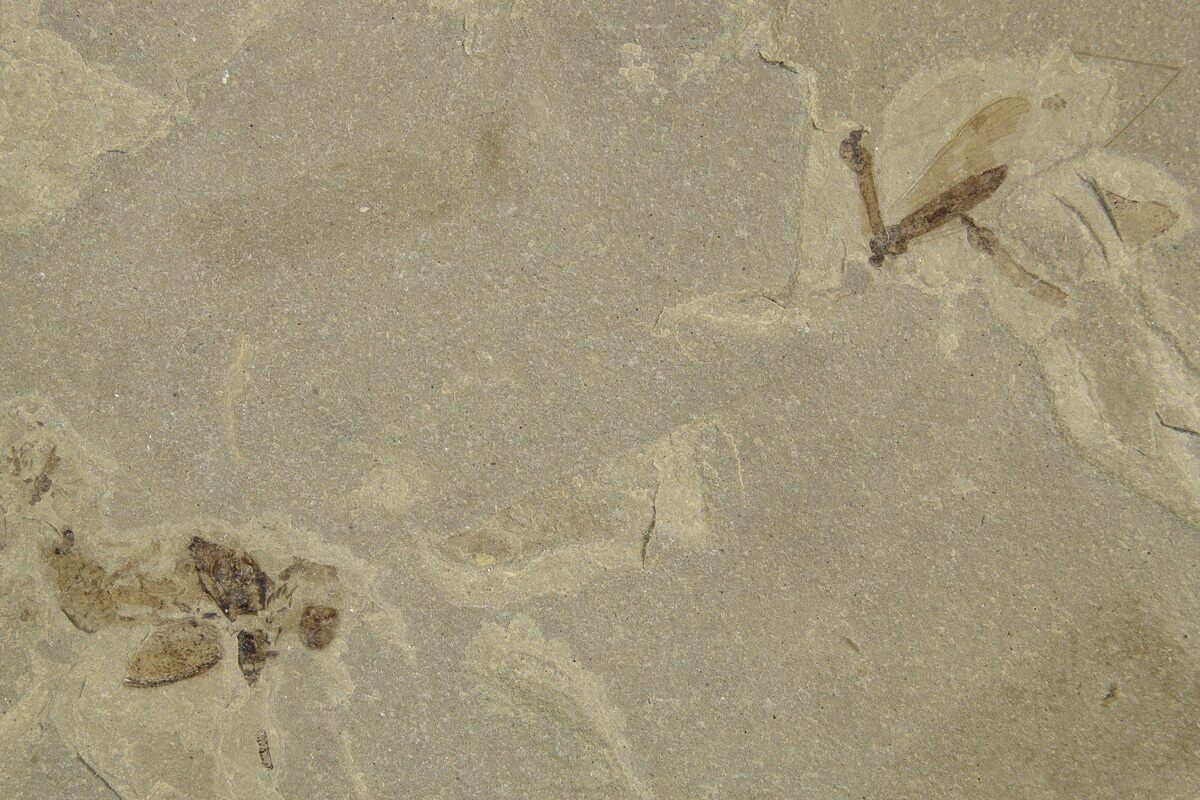 .2" Detailed Fossil Spider & Crane Fly - Green River Formation, Utah ...