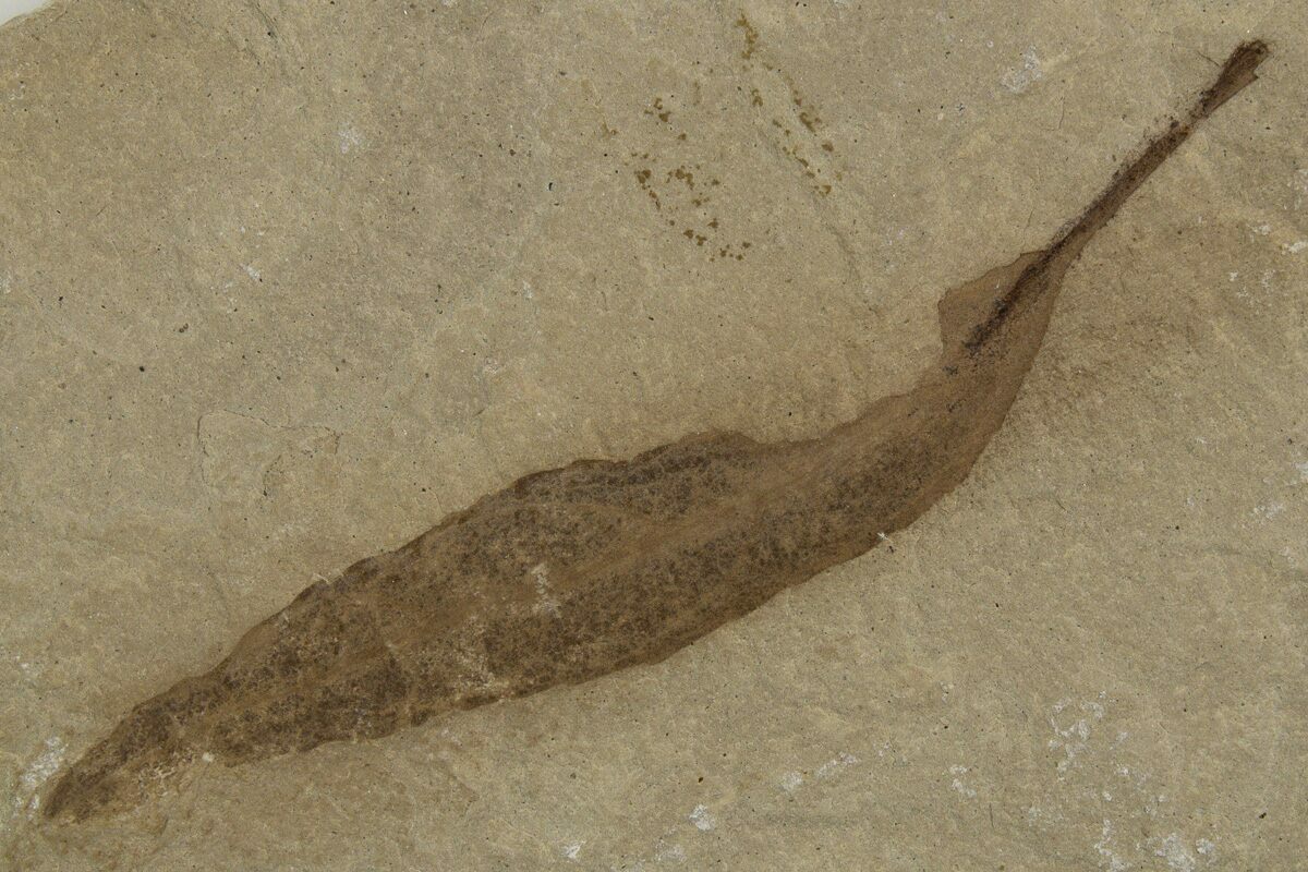 2.4" Fossil Willow (Salix) Leaf - Insect Predation! (#334305) For Sale ...