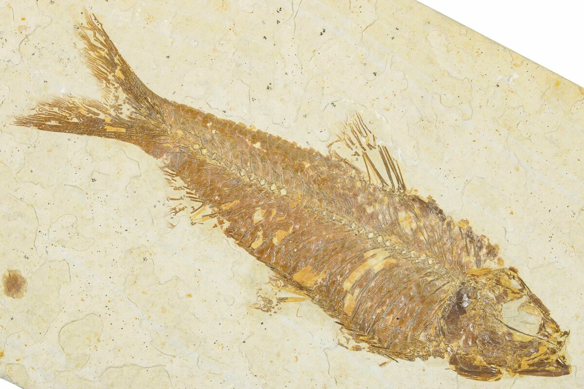 3.9" Detailed Fossil Fish (Knightia) - Wyoming (#333922) For Sale ...