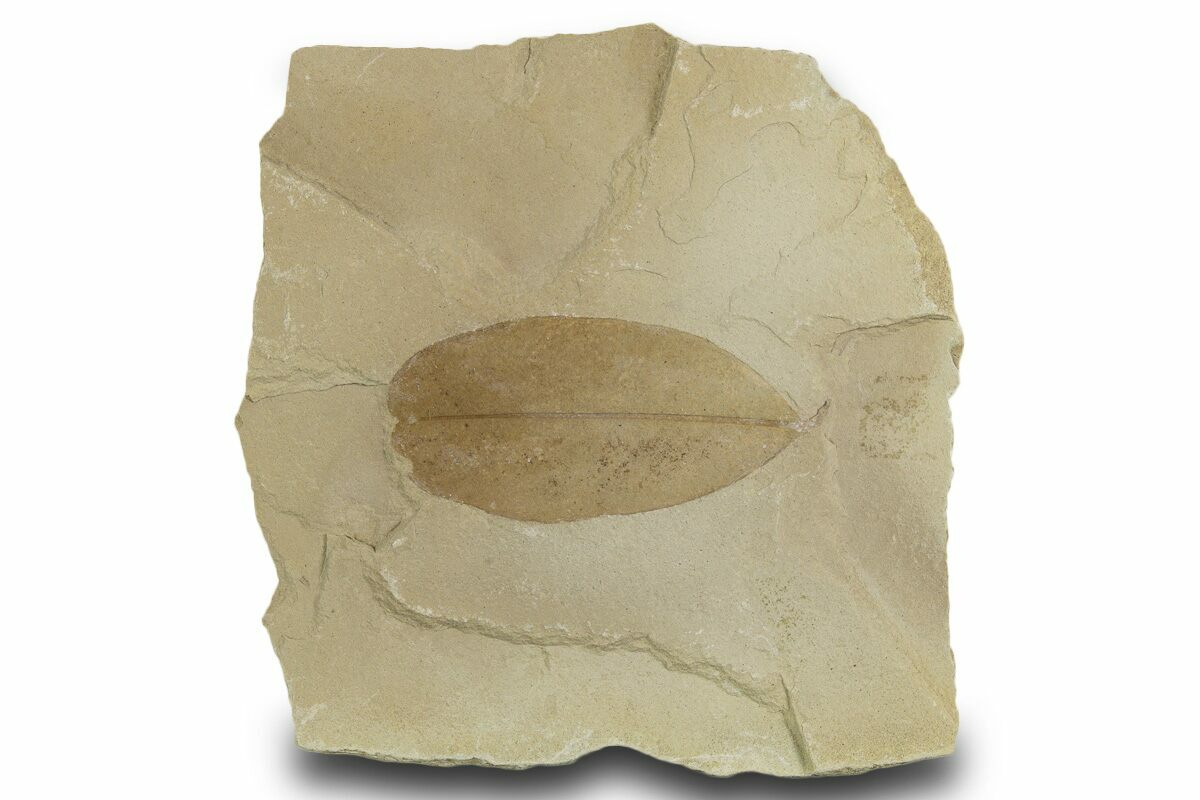 1.45" Fossil Legume (Leguminosites) Leaf - Green River, Utah (#334323 ...