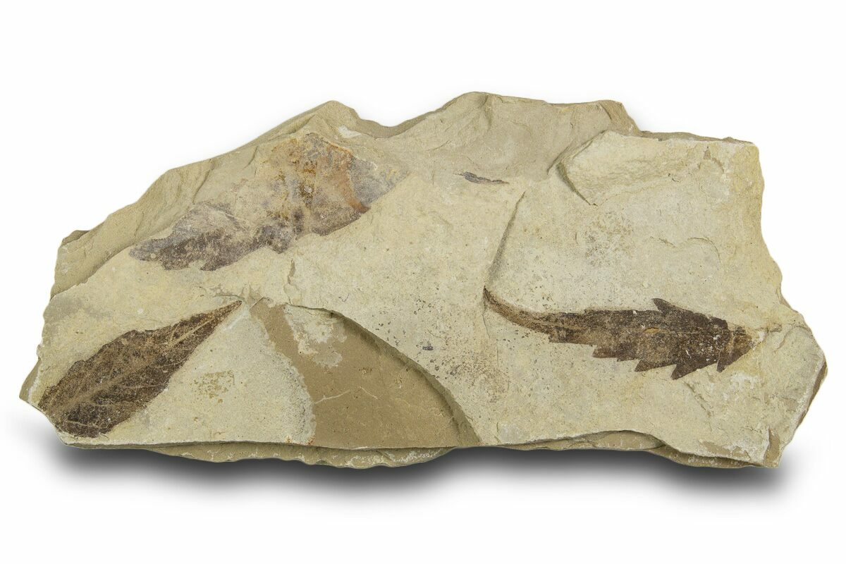 Fossil Sumac Leaf and Coffeetree Leaf - Green River Formation, Utah ...