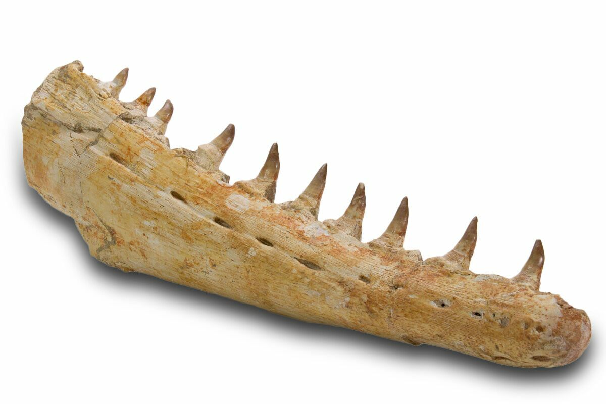 14.4" Mosasaur (Pluridens) Jaw with Ten Teeth - Morocco (#334604) For ...