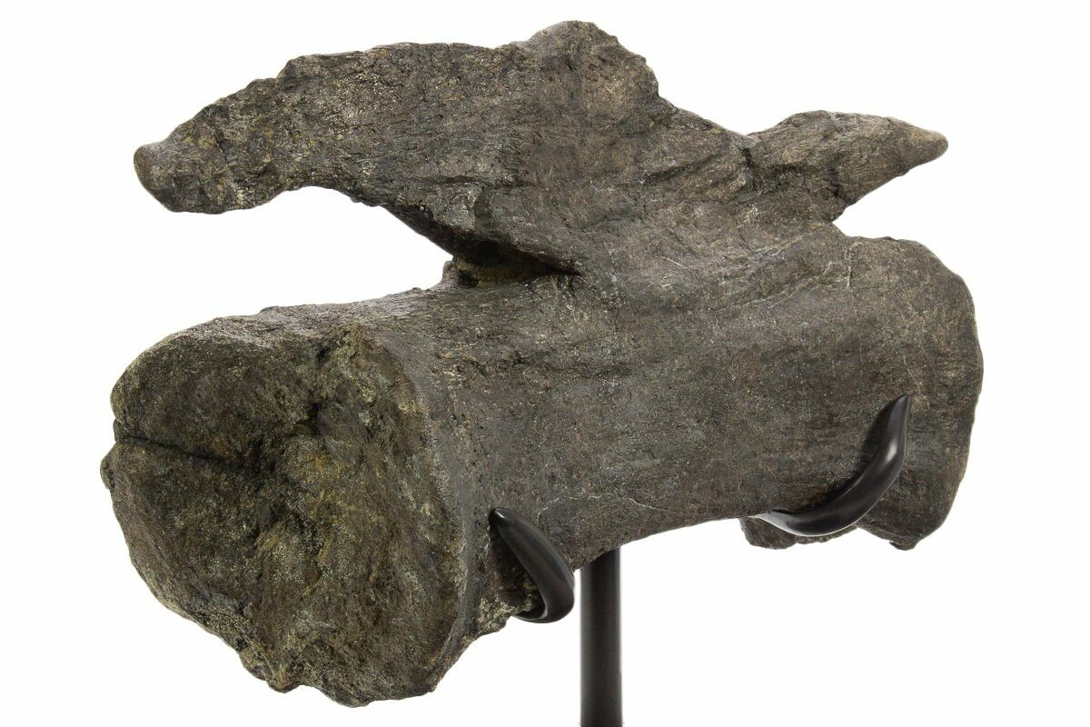 11.7" Sauropod (Barosaurus) Caudal Vertebra w/ Metal Stand - Wyoming ...