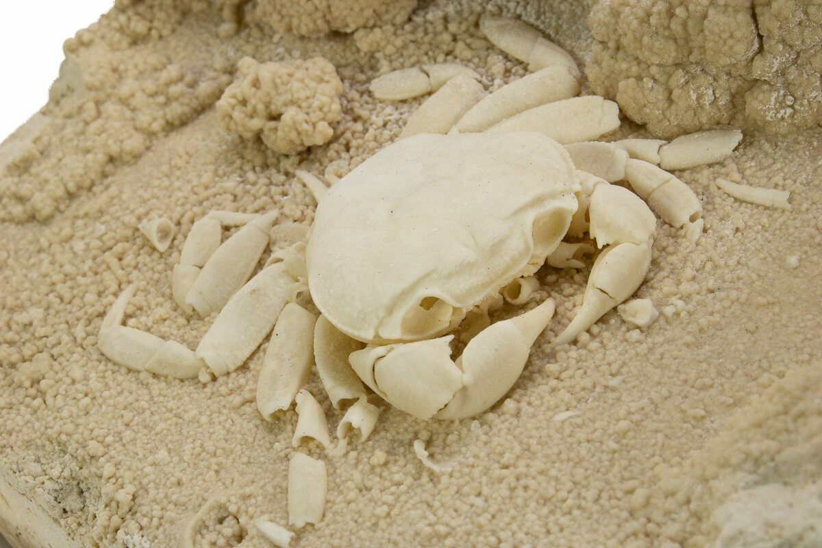 2.2" Fossil Crab (Potamon) Preserved in Travertine - Turkey (#334784 ...
