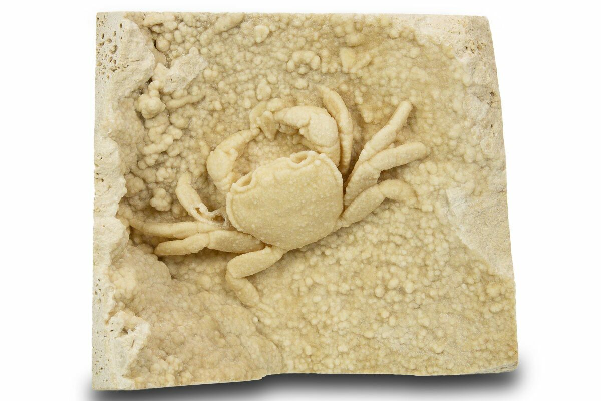 2.95" Fossil Crab (Potamon) Preserved in Travertine - Turkey (#334788 ...