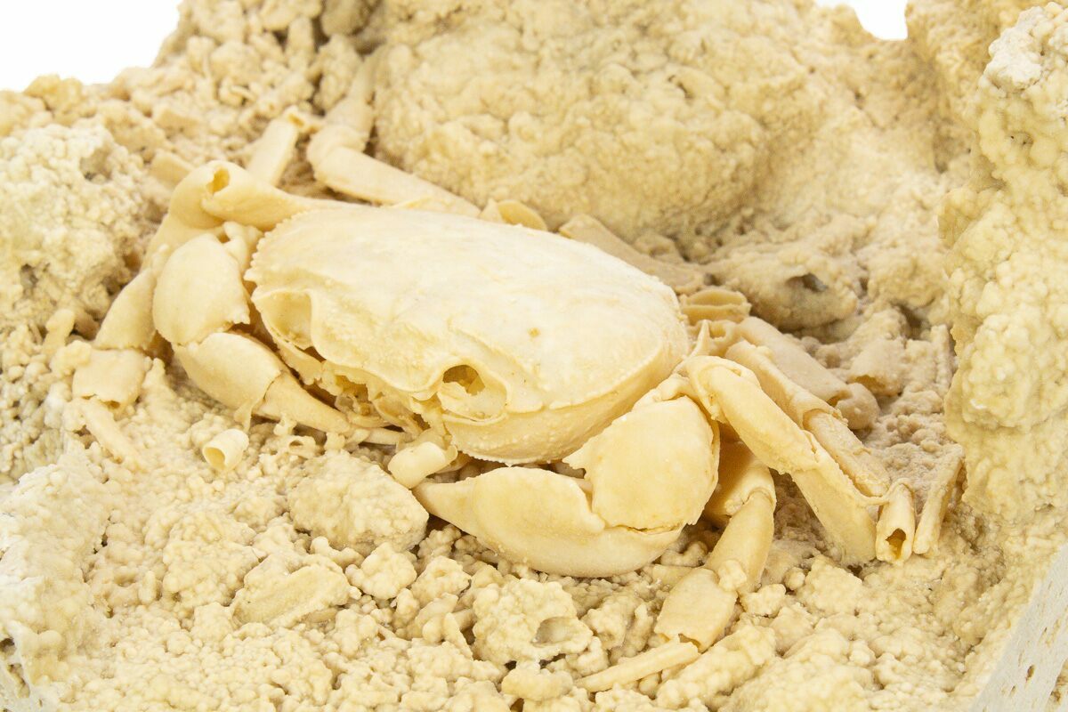 3.65" Fossil Crab (Potamon) Preserved in Travertine - Turkey (#334792 ...