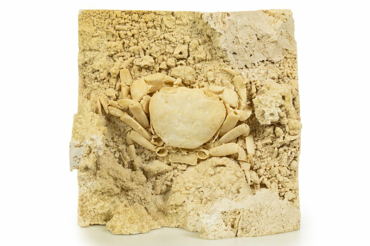 3.65" Fossil Crab (Potamon) Preserved in Travertine - Turkey (#334792 ...