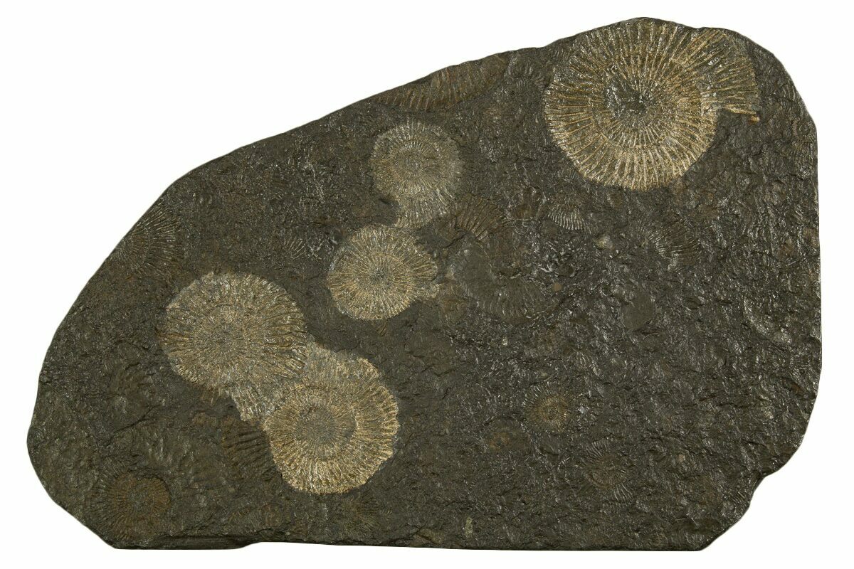 7.1" Fossil Ammonite (Dactylioceras) Cluster - Posidonia Shale, Germany (#335070) For Sale ...