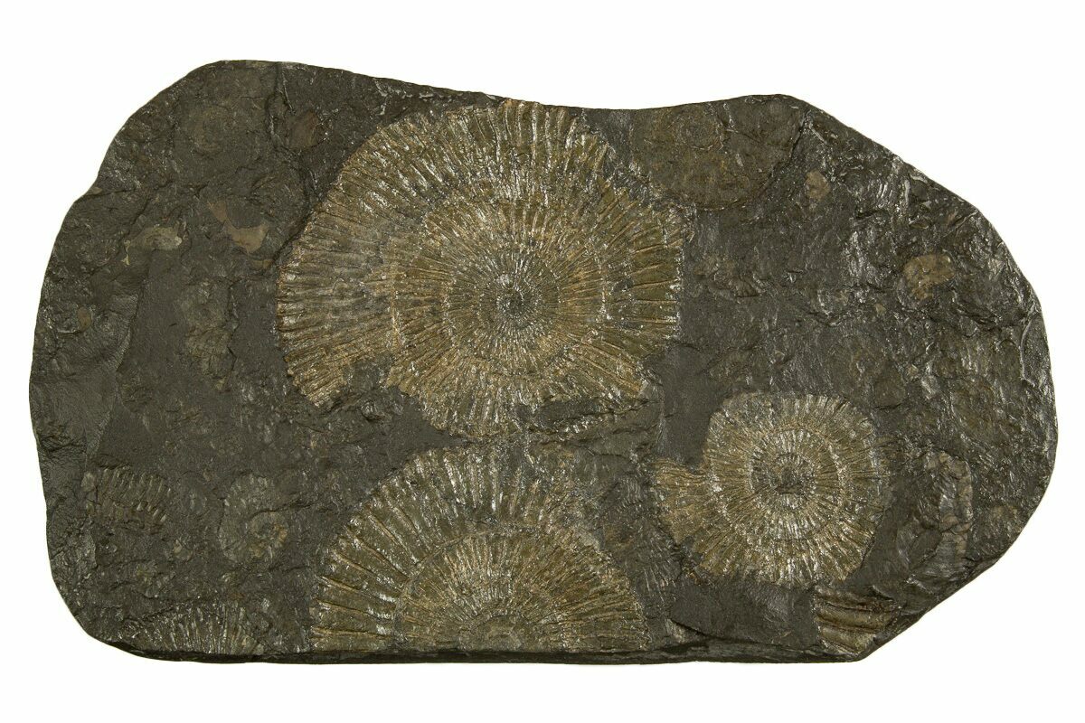 5.9" Fossil Ammonite (Dactylioceras) Cluster - Posidonia Shale, Germany (#335076) For Sale ...