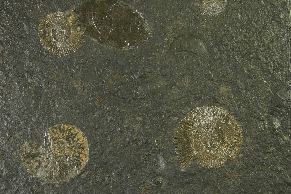 6.3" Fossil Ammonite Cluster - Posidonia Shale, Germany (#335103) For ...