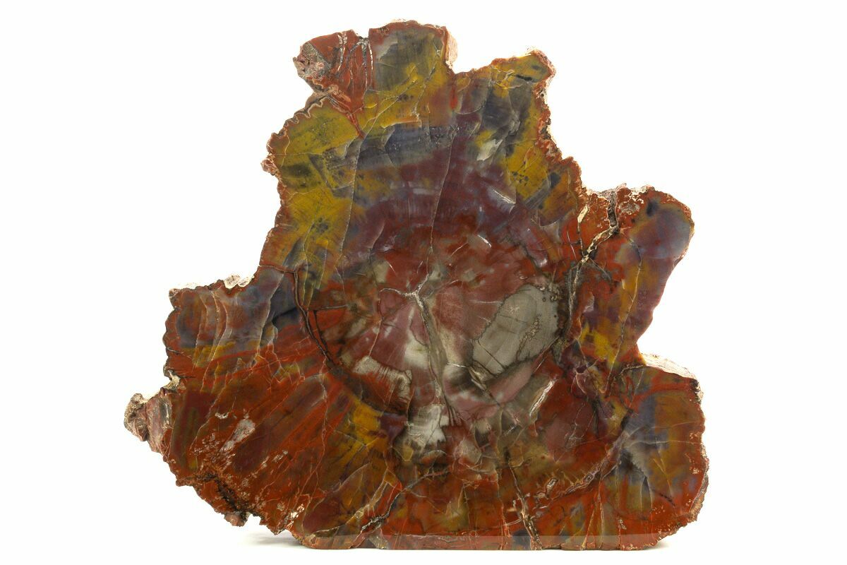11.5" Free-Standing, Rainbow Petrified Wood - Arizona (#334962) For ...