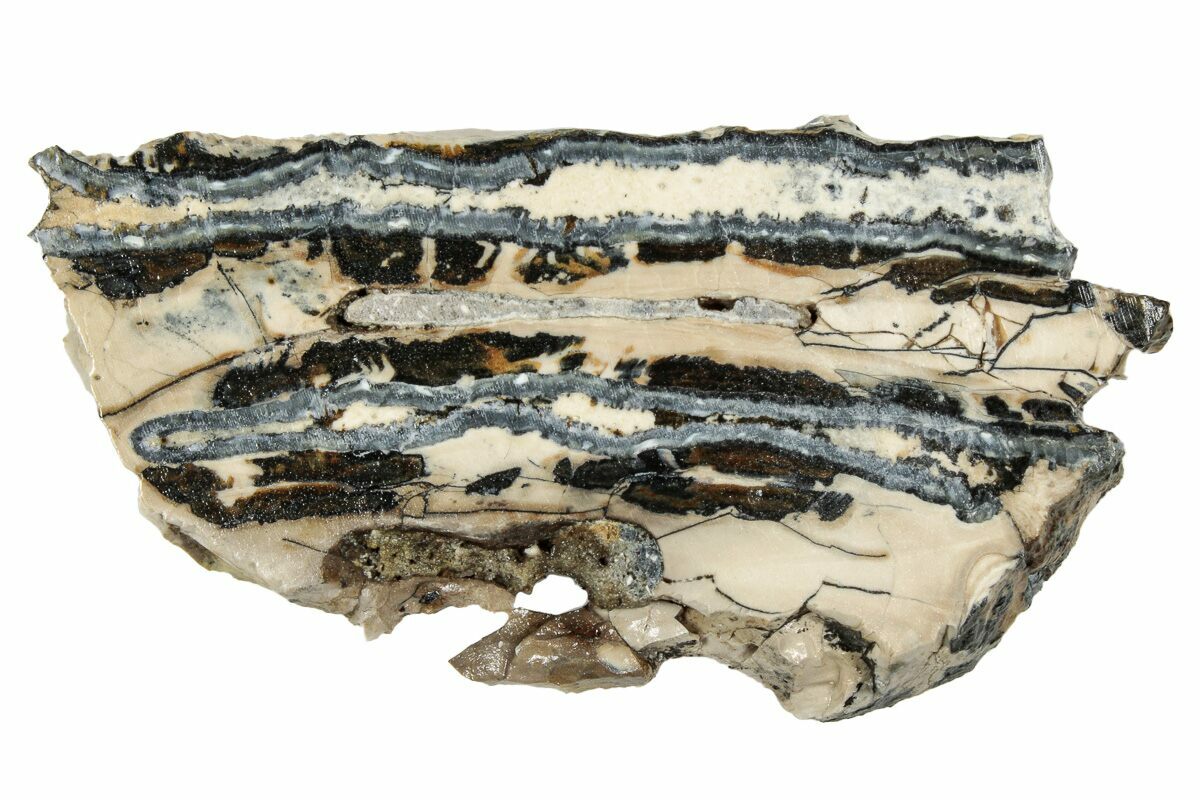 2.75" Mammoth Molar Slice With Case - South Carolina (#335075) For Sale ...