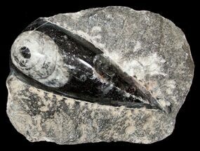 Orthoceras Fossils For Sale - FossilEra.com