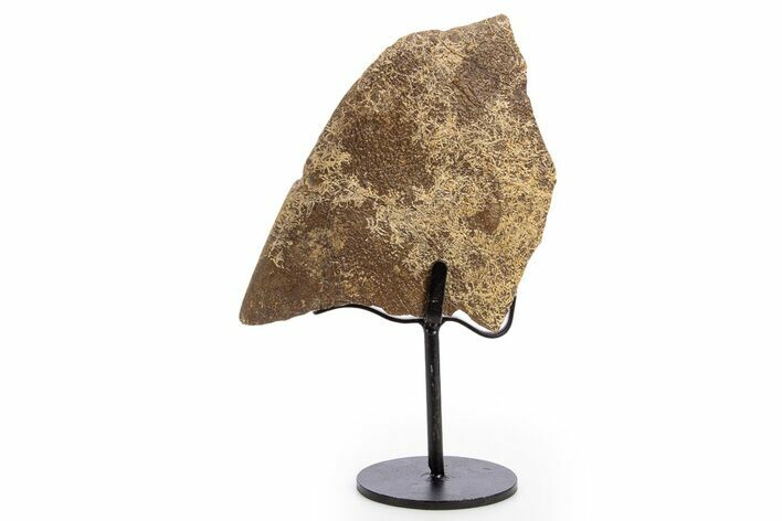 4.7" Fossil Turtle Shell Section w/ Metal Stand - South Dakota (#335494 ...