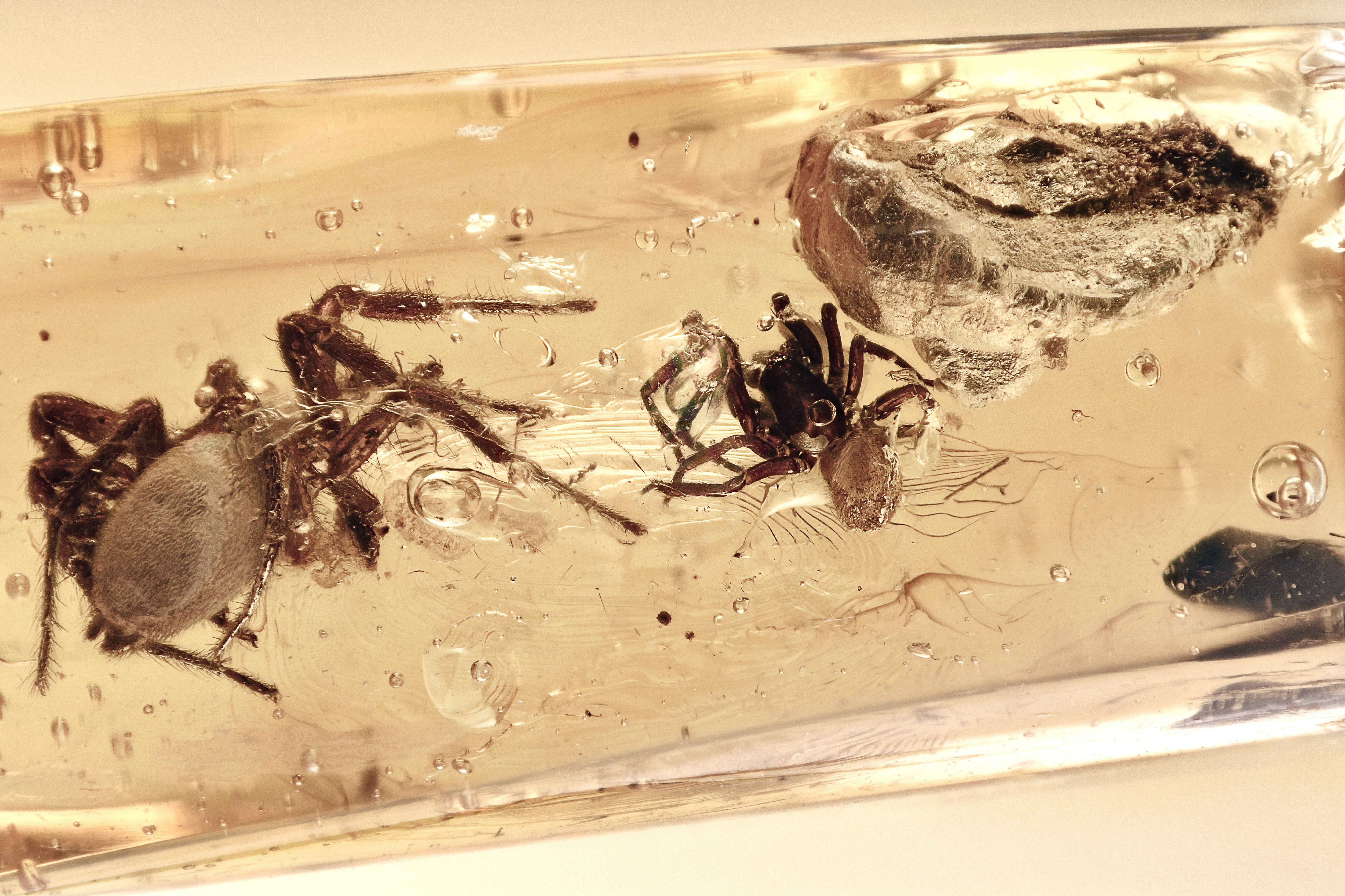 Two Detailed Fossil Spiders (Araneae) & Plant in Baltic Amber (#335542 ...