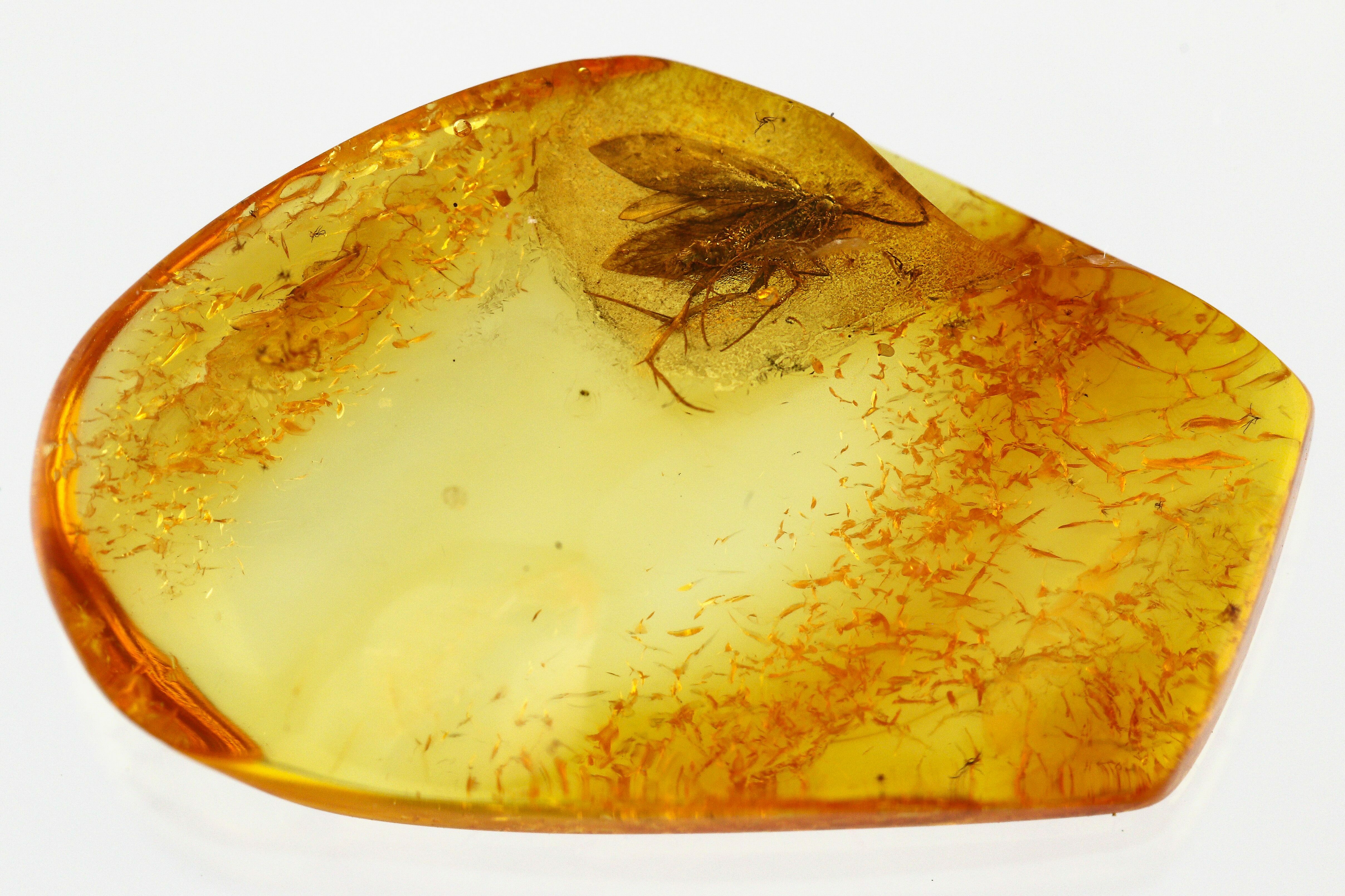 Detailed Fossil Moth (Lepidoptera) in Baltic Amber (#335540) For Sale ...