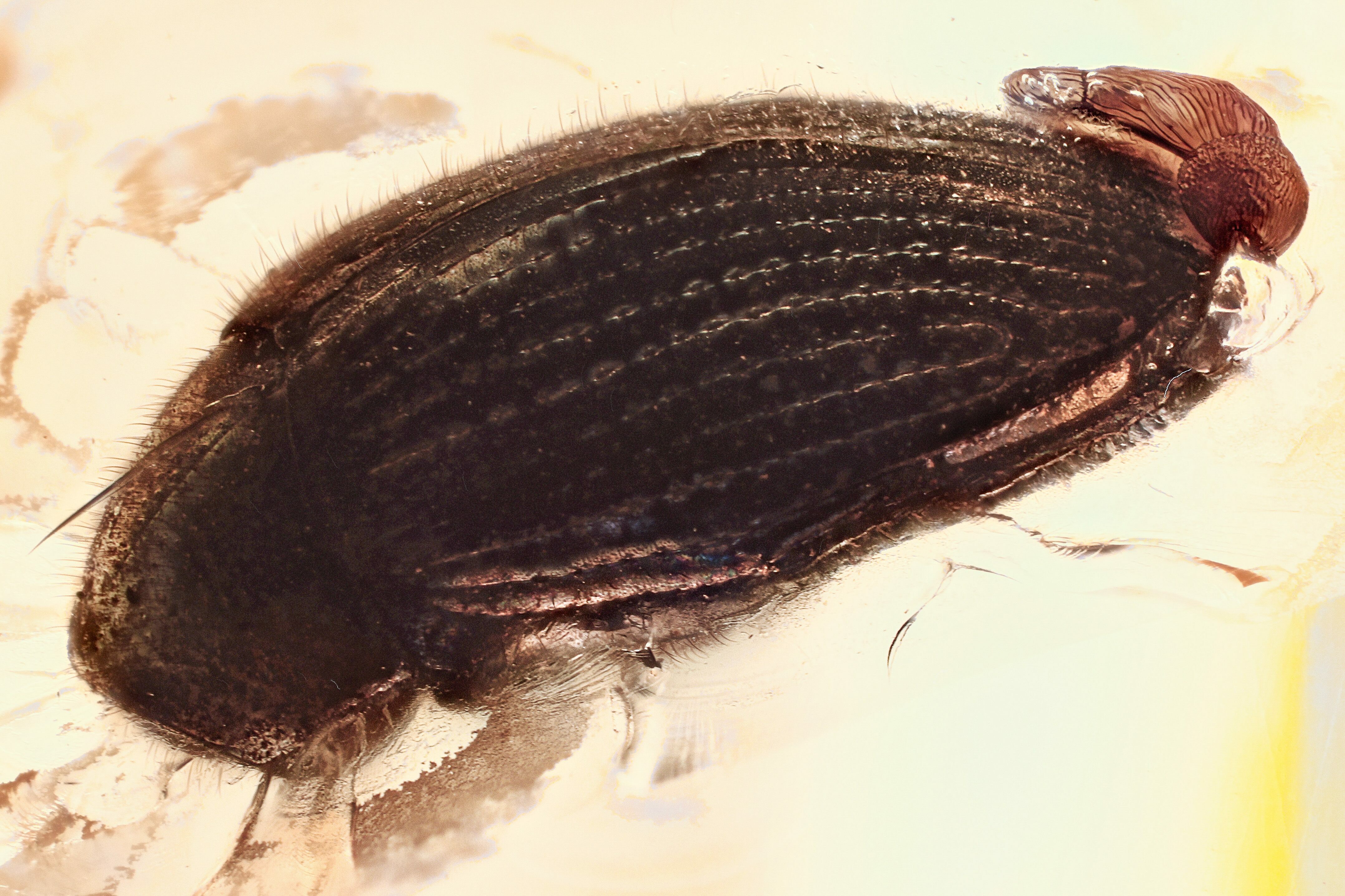 Detailed Fossil Beetle (Ptinidae) in Baltic Amber (#335654) For Sale ...