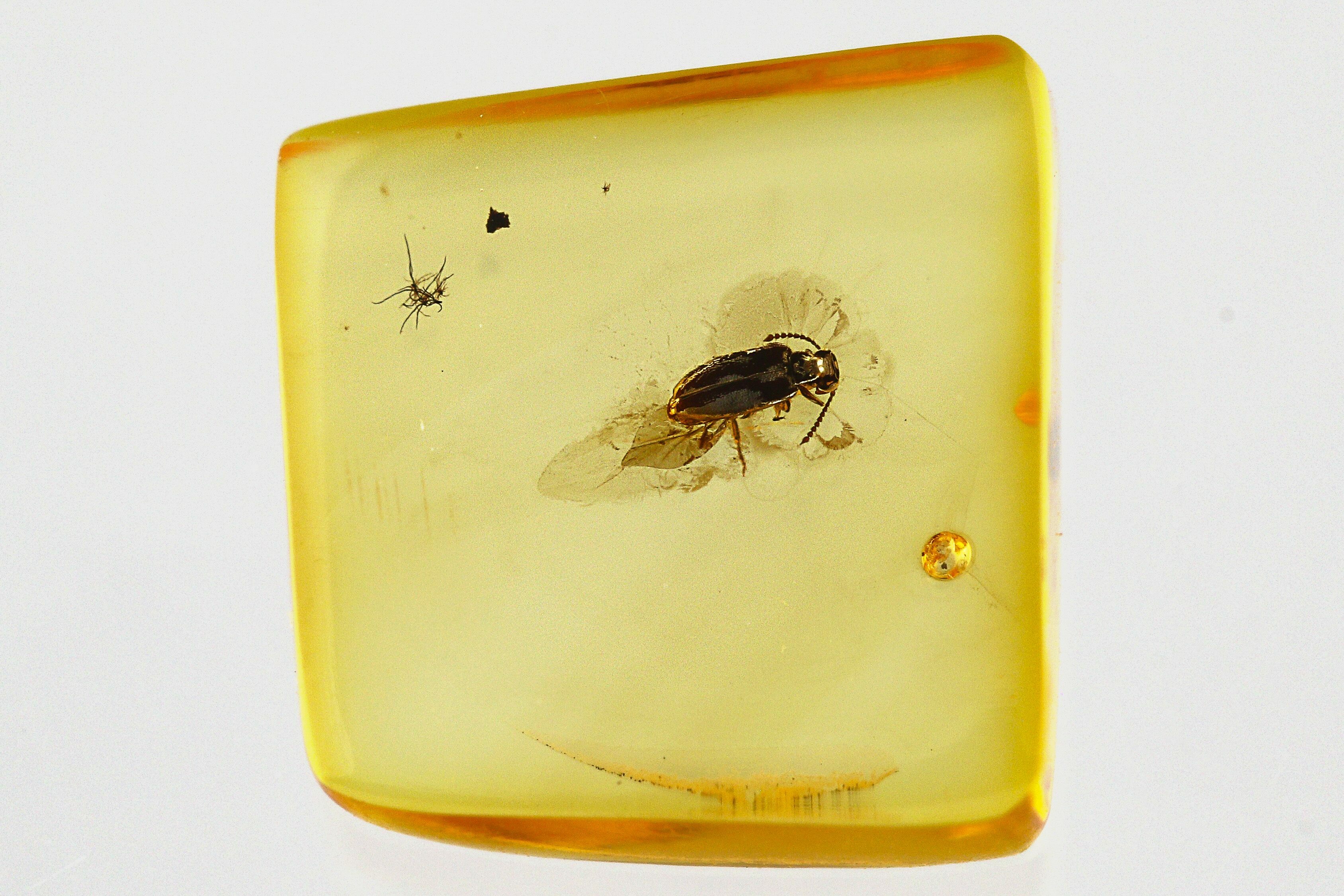 Fossil Ant-Like Leaf Beetle (Aderidae) in Baltic Amber (#335651) For ...
