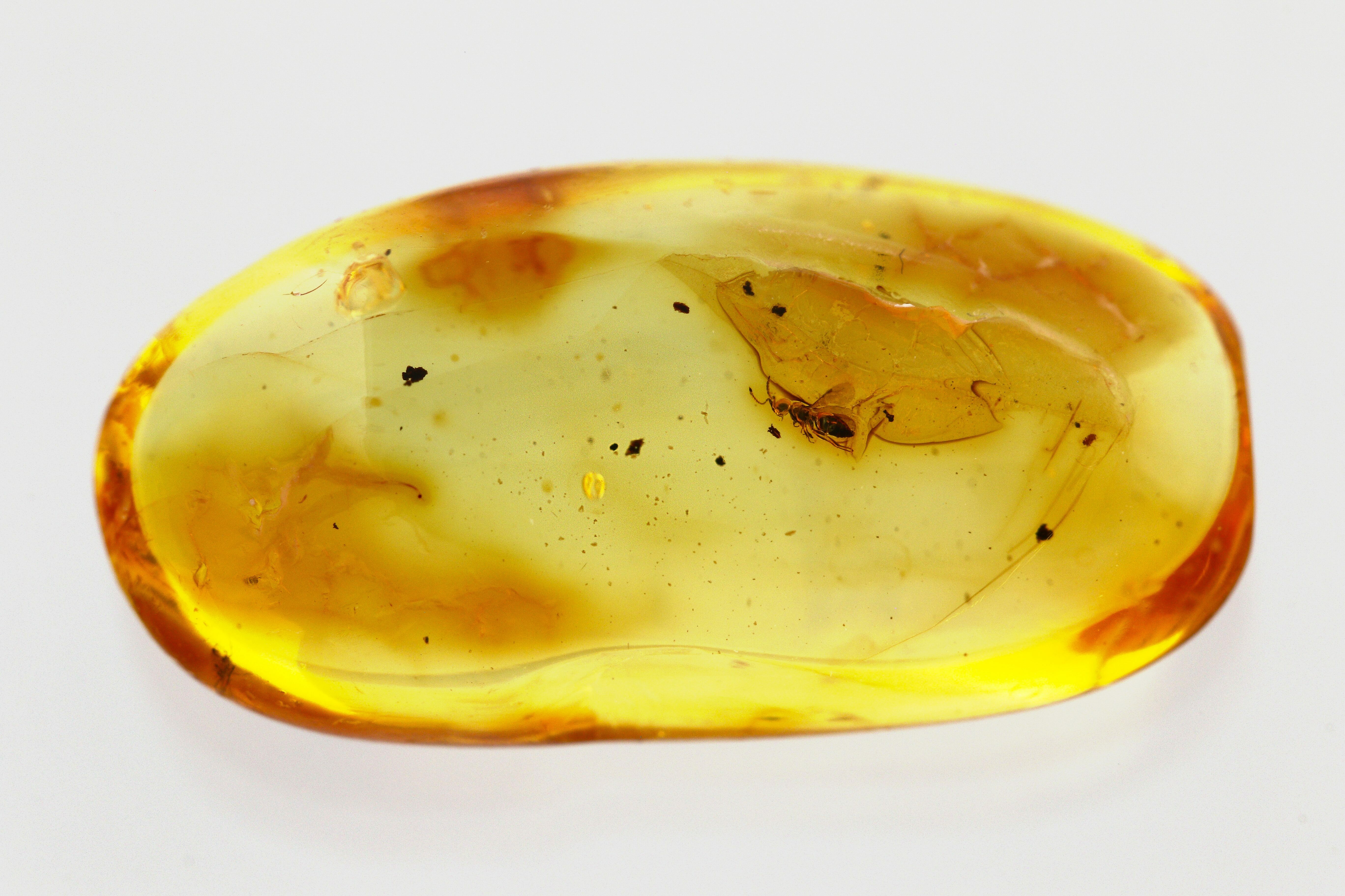 Detailed Fossil Wasp (Megaspilidae) In Baltic Amber (#335683) For Sale ...