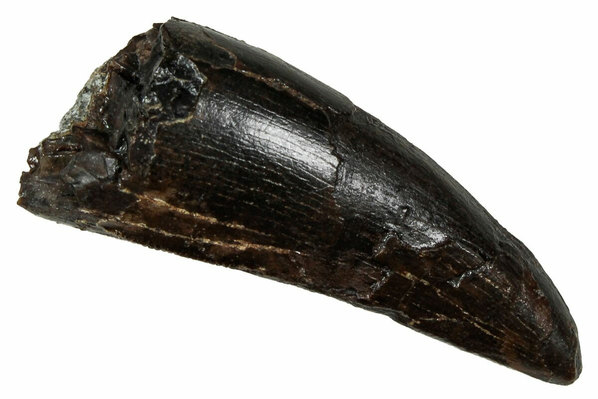 1.28" Serrated Tyrannosaur Tooth - Judith River Formation (#335902) For ...