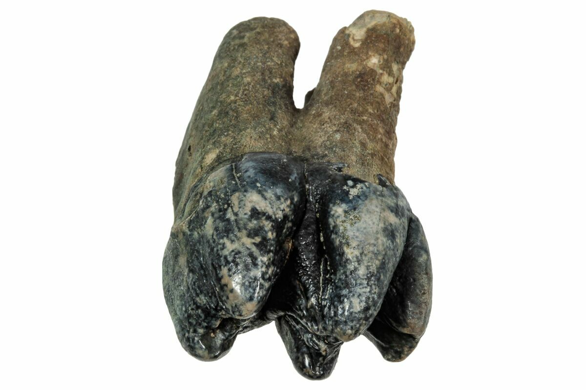 1.15" Pleistocene Fossil Manatee (Trichechus) Tooth - Florida (#336161 ...