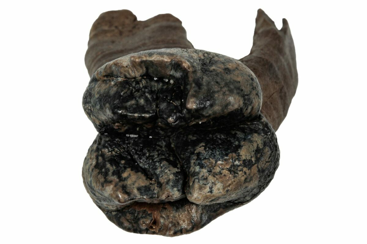 1.1" Pleistocene Fossil Manatee (Trichechus) Tooth - Florida (#336167 ...