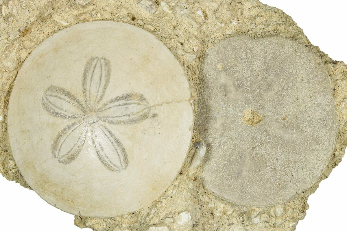 Two Fossil Sand Dollars (Scutella) - France (#336746) For Sale ...