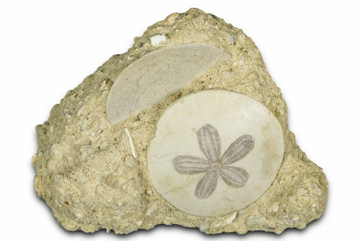 Two Fossil Sand Dollars (Scutella) - France (#336747) For Sale ...