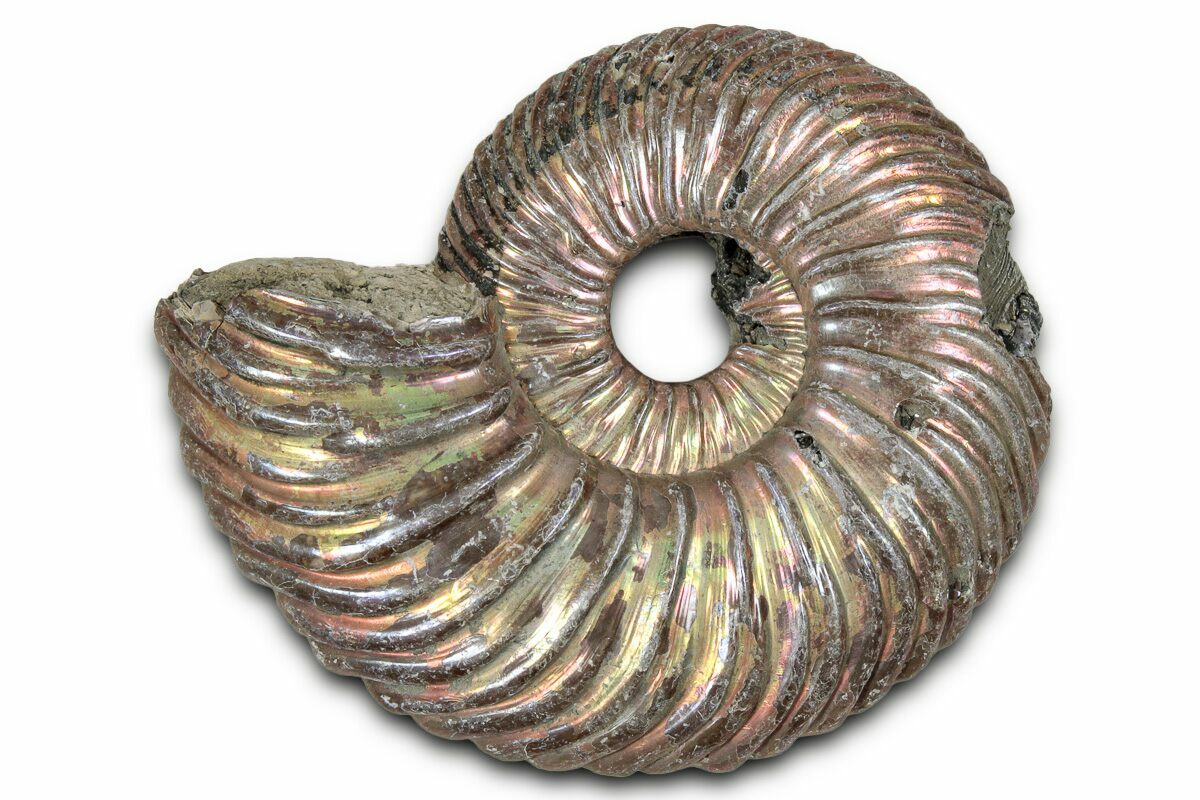2" Iridescent, Pyritized Ammonite (Quenstedticeras) Fossil - Russia ...